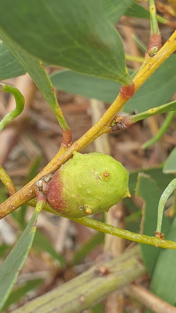 Longleaf Wattle Gall Wasp from Coorong SA 5264, Australia on October 15 ...