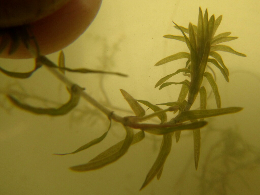 Fine Oxygen Weed from Barberspan, Ngaka Modiri Molema District ...