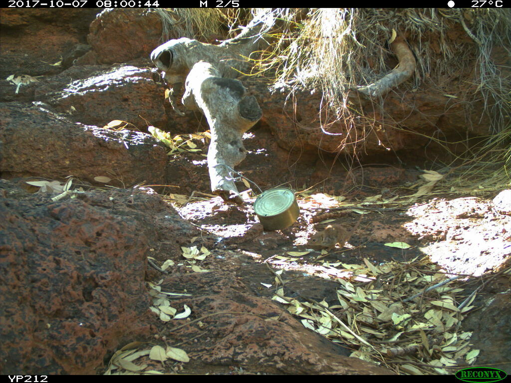 Kaluta from Robe Valley, Pilbara, WA, Australia on October 7, 2017 at ...