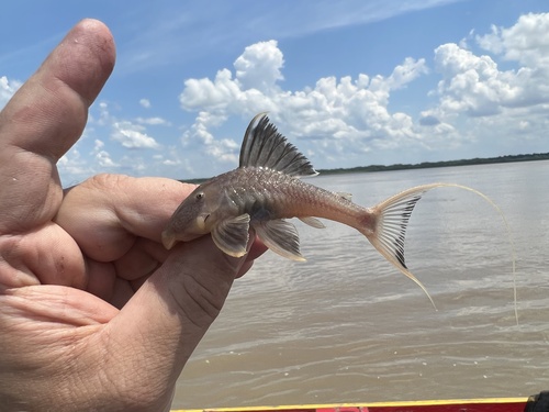 Threadtail Panaque (Panaque bathyphilus) · iNaturalist United Kingdom