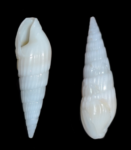 Barreno (Hastula hastata)