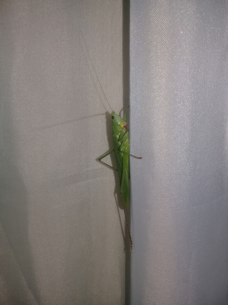 Common Coneheads from Cumaná, Sucre, VE on October 13, 2022 at 07:36 PM ...