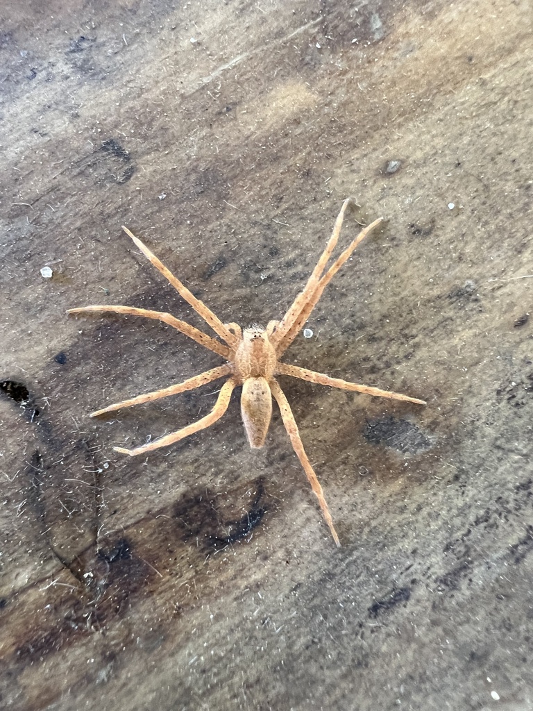 American Nursery Web Spider from SR-753, Hillsboro, OH, US on October ...