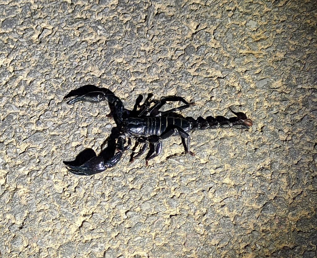 Giant Blue Scorpion from WJMP+W6P, Bang Rin, Mueang Ranong District ...