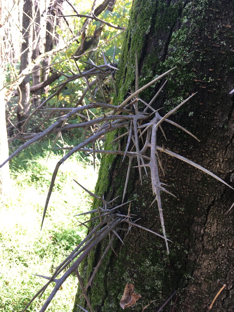honey locust from Harrington Dr, Ellicott City, MD, US on October 14 ...