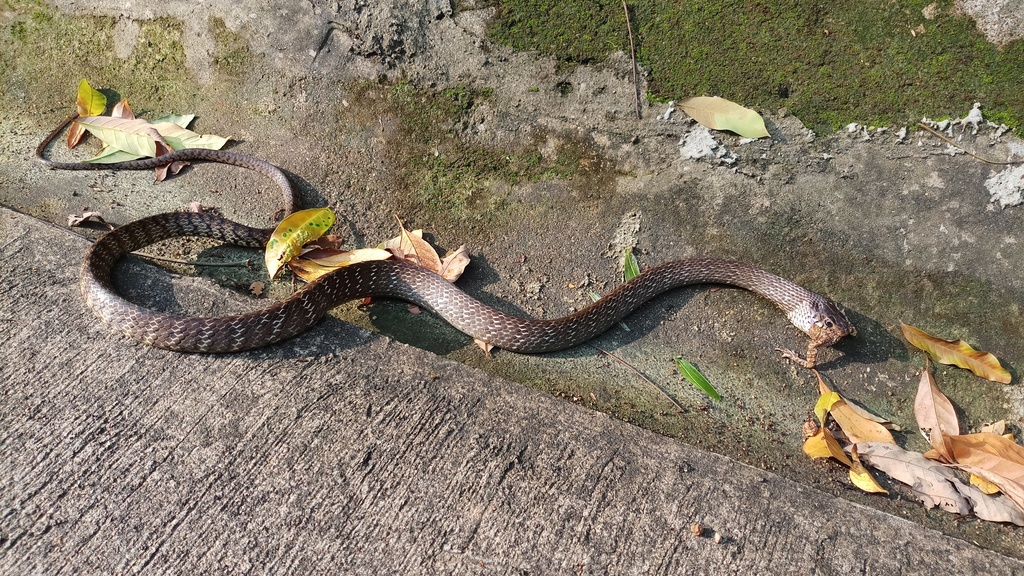 Oriental Rat Snake from Tai Po, Hong Kong on August 25, 2018 at 08:41 ...