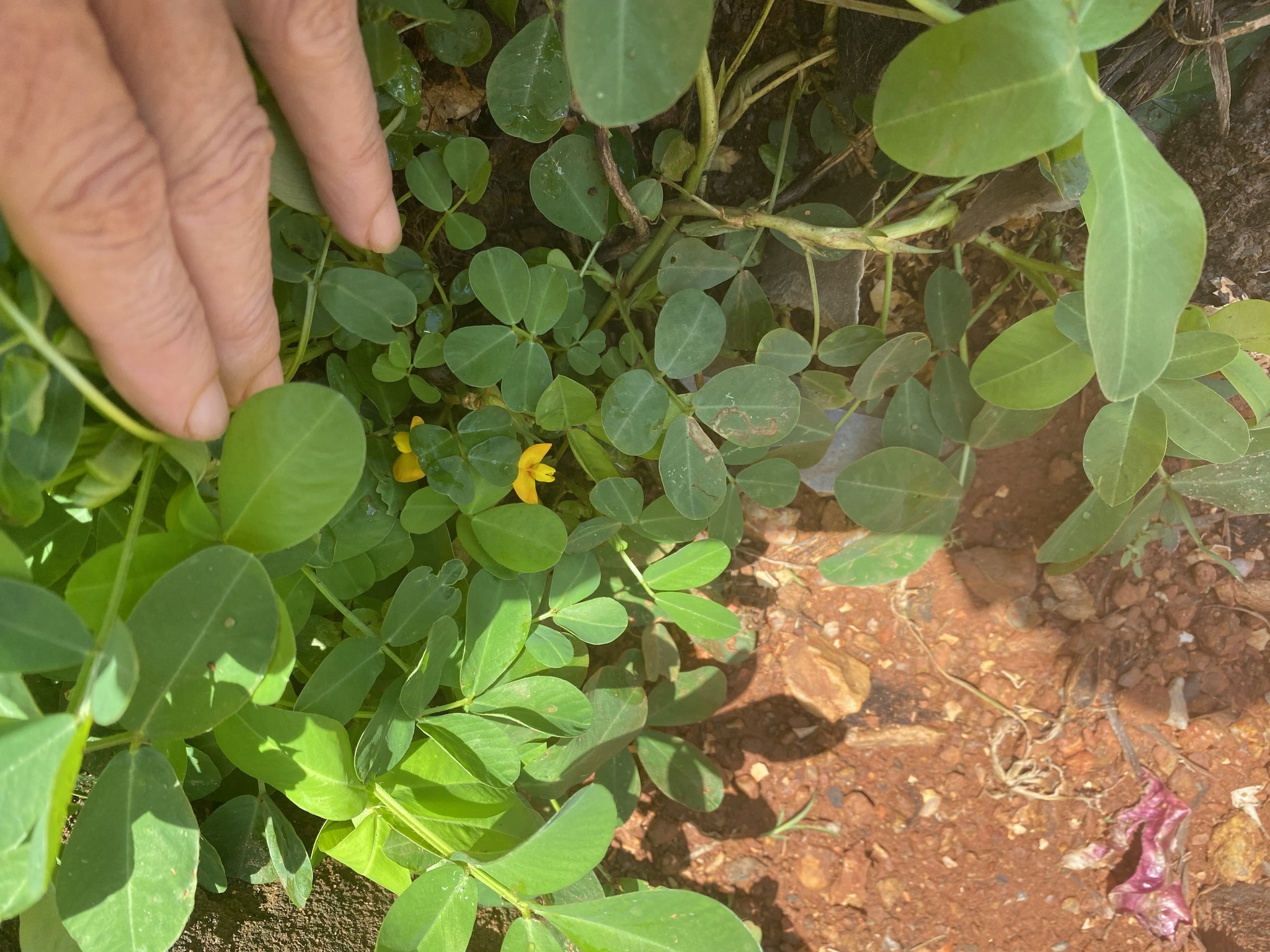 Arachis hypogaea L.
