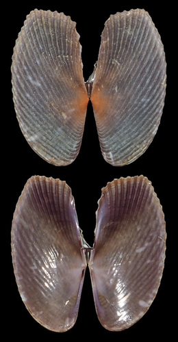 Gari squamosa · iNaturalist