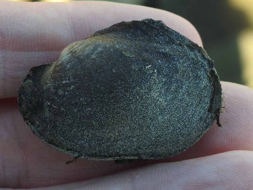 Potamilus from Montgomery County, KS, USA on October 02, 2022 at 10:48 ...