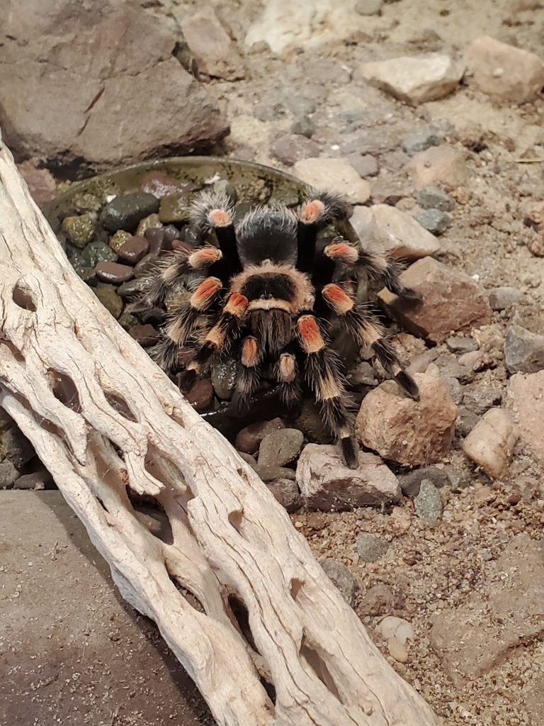 Mexican Redknee Tarantula in October 2022 by epic2112 · iNaturalist