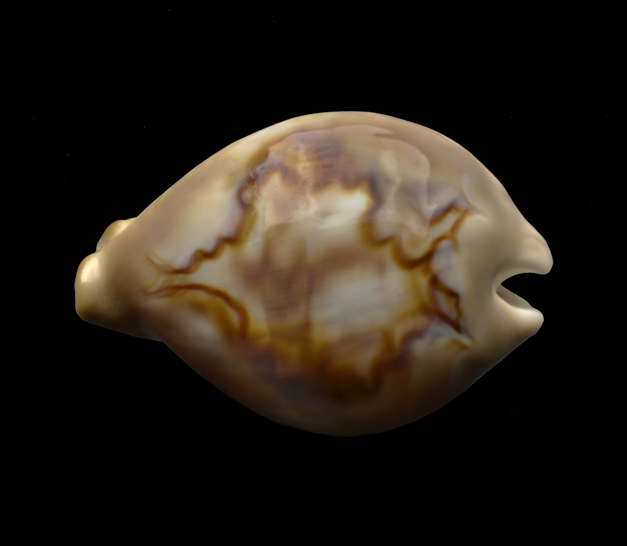 Barycypraea fultoni (G.B.Sowerby Iii, 1903)