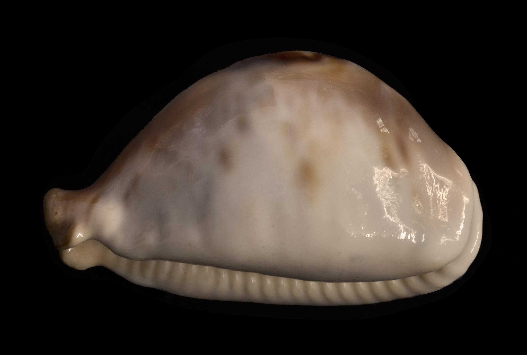 Barycypraea fultoni (G.B.Sowerby Iii, 1903)