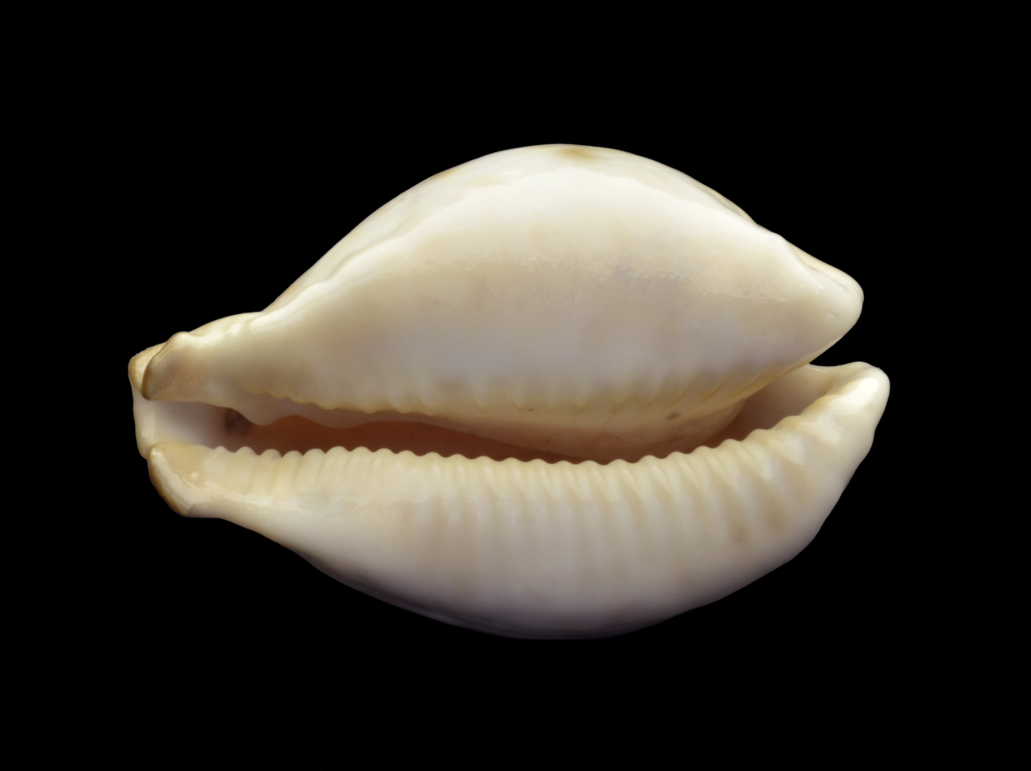 Barycypraea fultoni (G.B.Sowerby Iii, 1903)