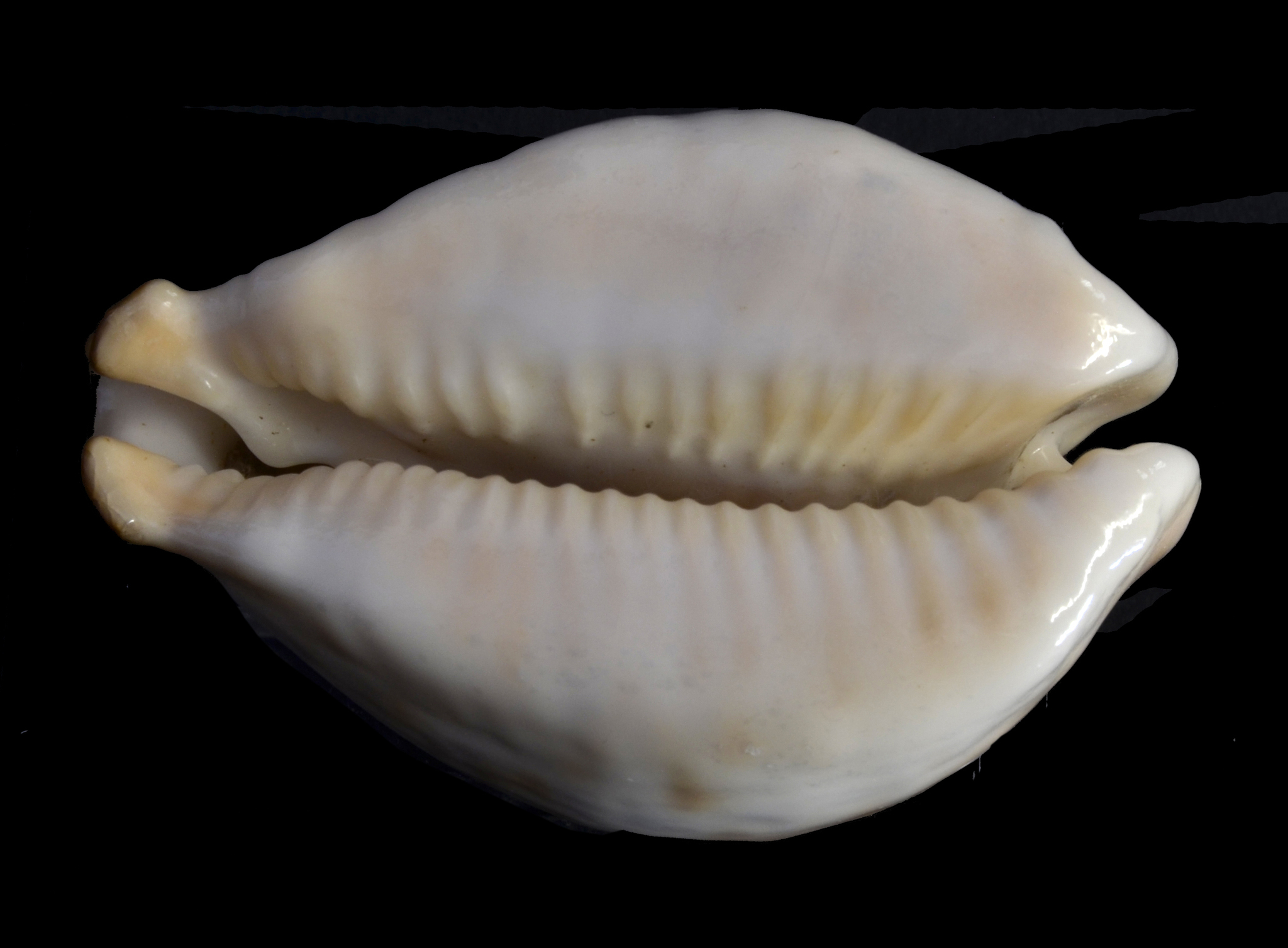 Barycypraea fultoni (G.B.Sowerby Iii, 1903)