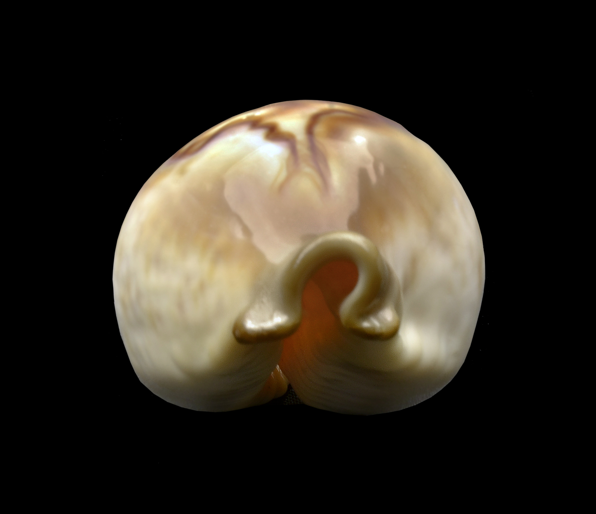 Barycypraea fultoni (G.B.Sowerby Iii, 1903)