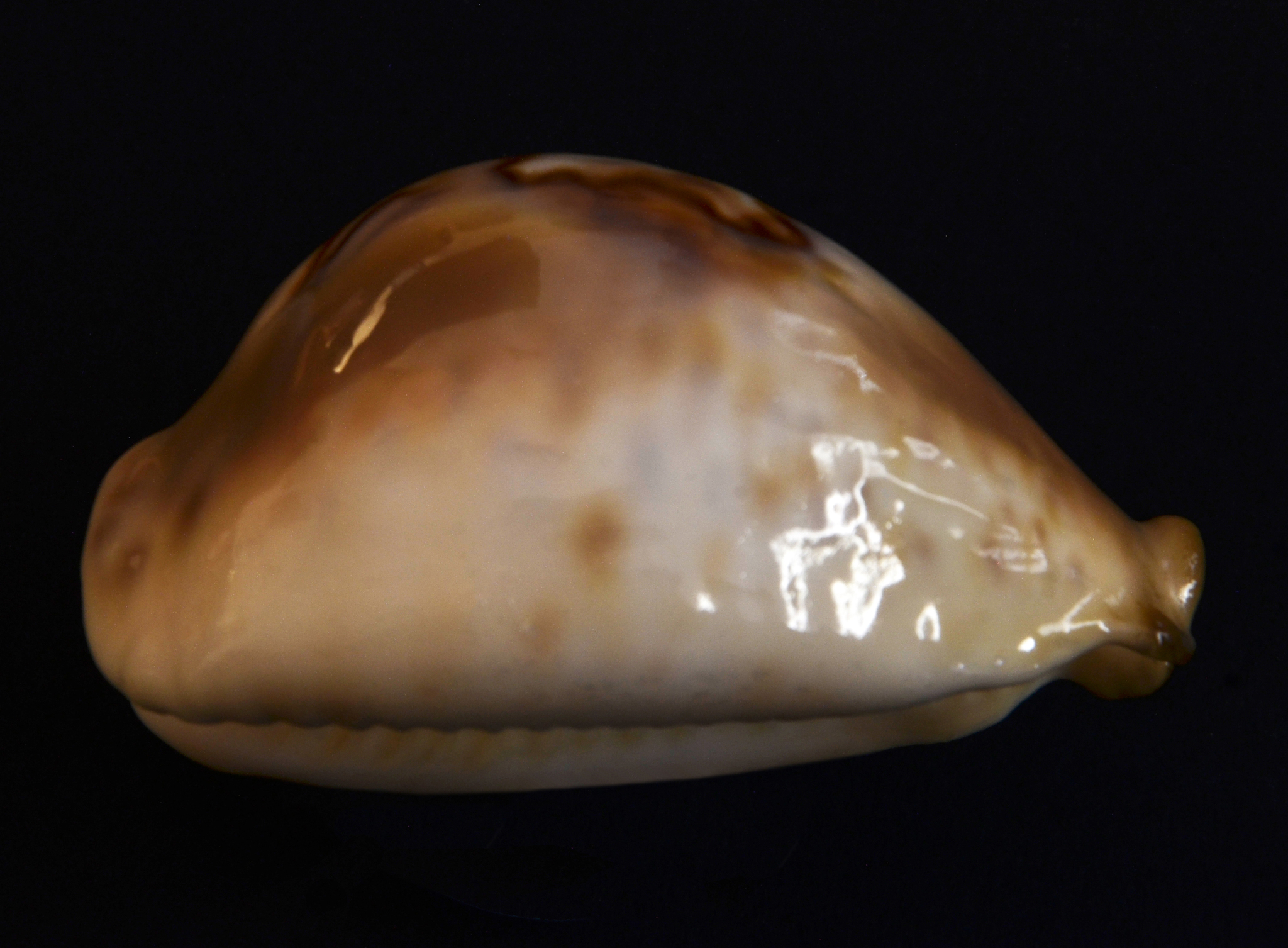 Barycypraea fultoni (G.B.Sowerby Iii, 1903)