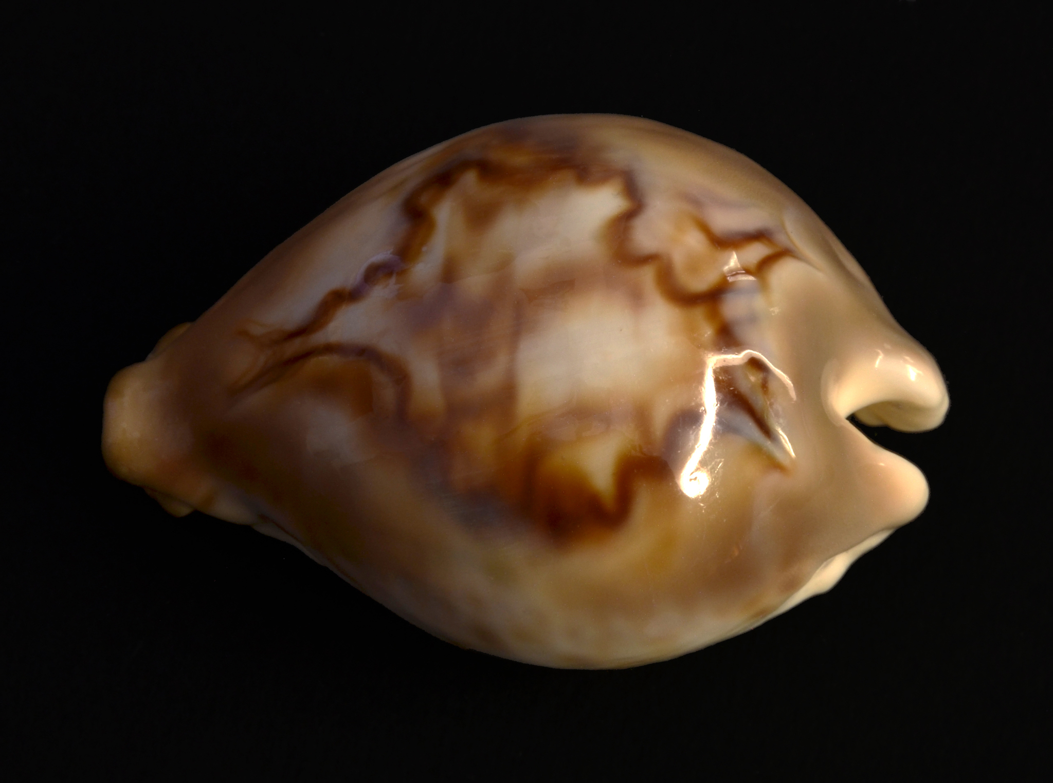 Barycypraea fultoni (G.B.Sowerby Iii, 1903)