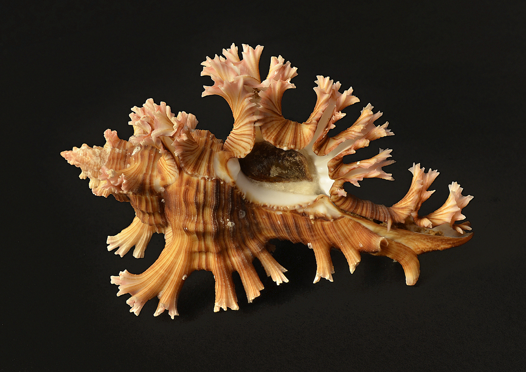 Chicoreus palmarosae from Batangas, Philippines on January 1, 2002 at ...