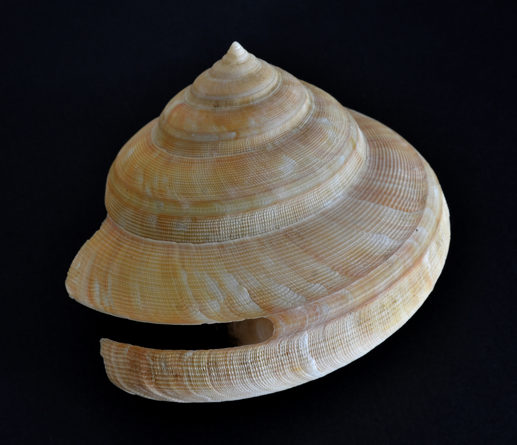 African slit shell from Inwabi, Cele, 4142, Afrique du Sud on January 1 ...