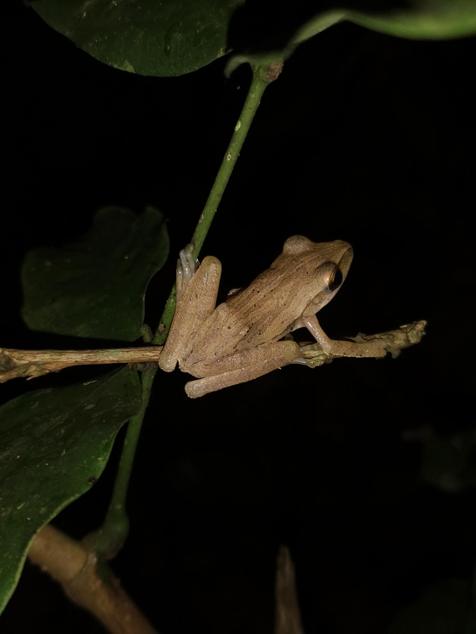 Polypedates mutus (Smith, 1940)