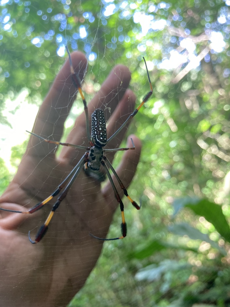 Golden Silk Spider from Puerto Rico, Orocovis, Puerto Rico, US on ...