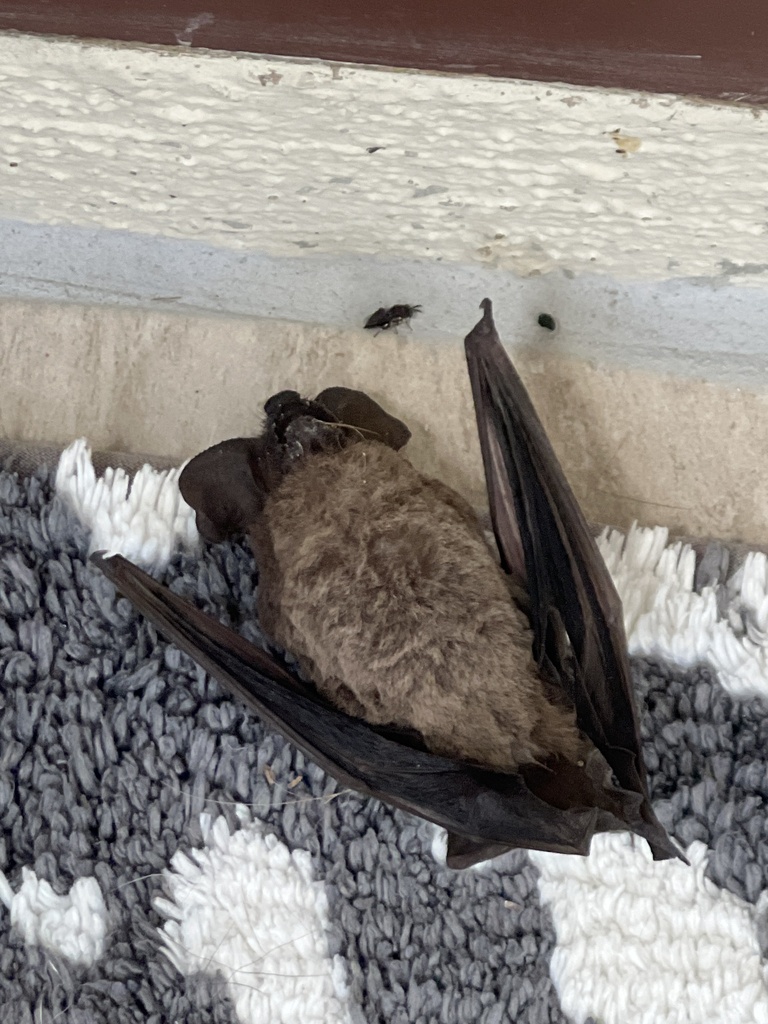 Mexican Free-tailed Bat from Serenity Cir, Naples, FL, US on October 15 ...