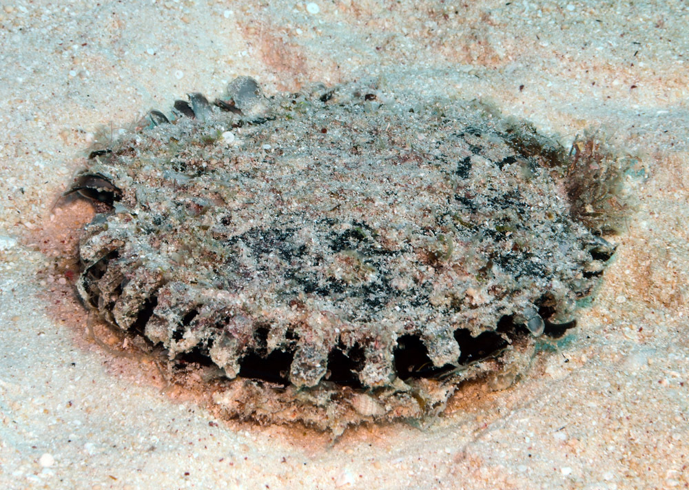 Black-lip Pearl Shell from Kwajalein Atoll, RMI on August 5, 2012 by ...