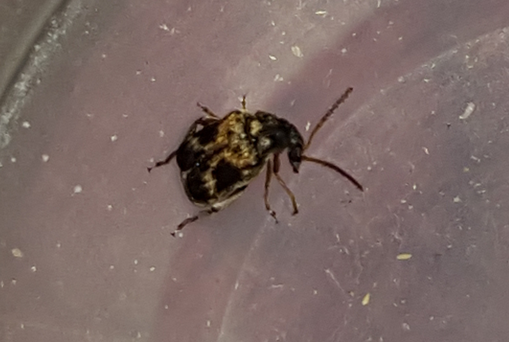 Callosobruchus maculatus (Fabricius, 1775)