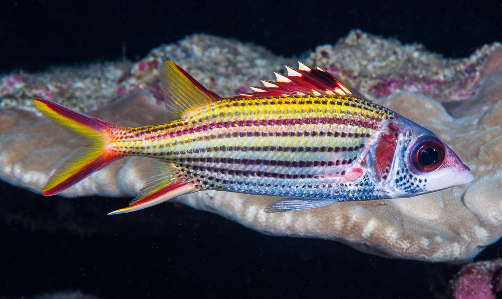 Squirrelfishes and Soldierfishes (Holocentridae) - Marine Life ...