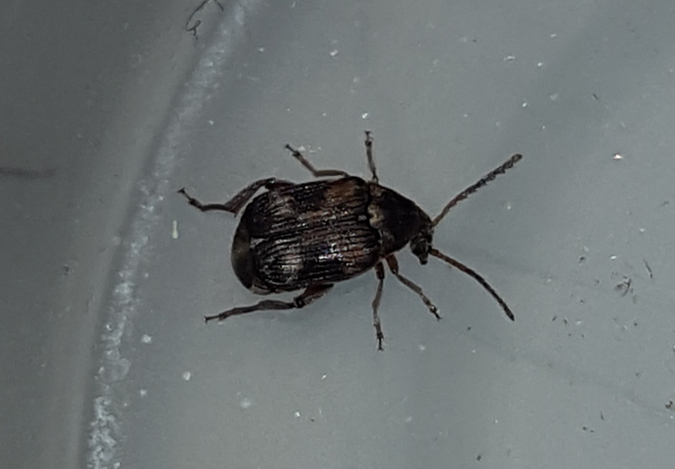 Callosobruchus maculatus (Fabricius, 1775)