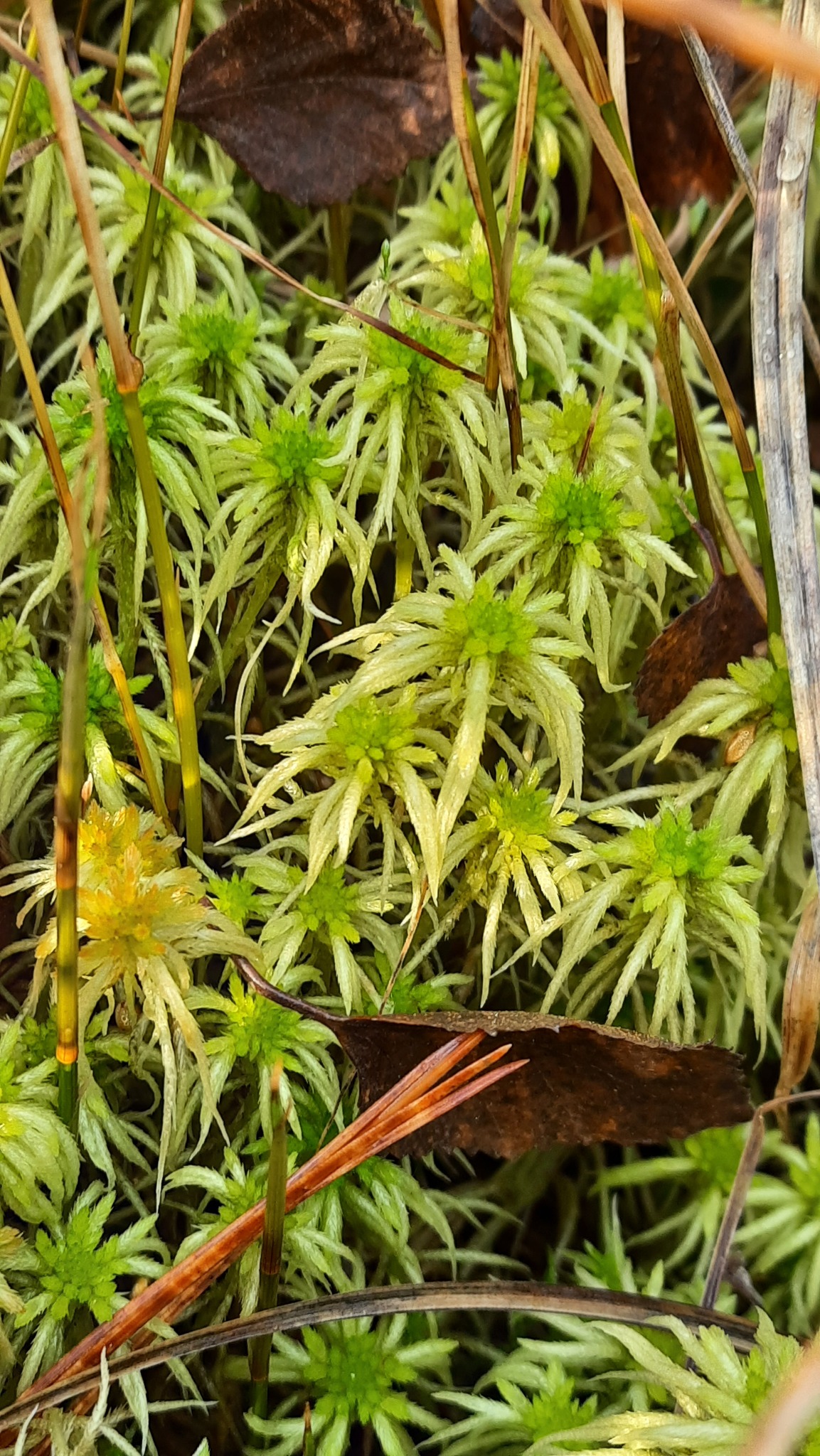 Sphagnum riparium Ångström, 1864