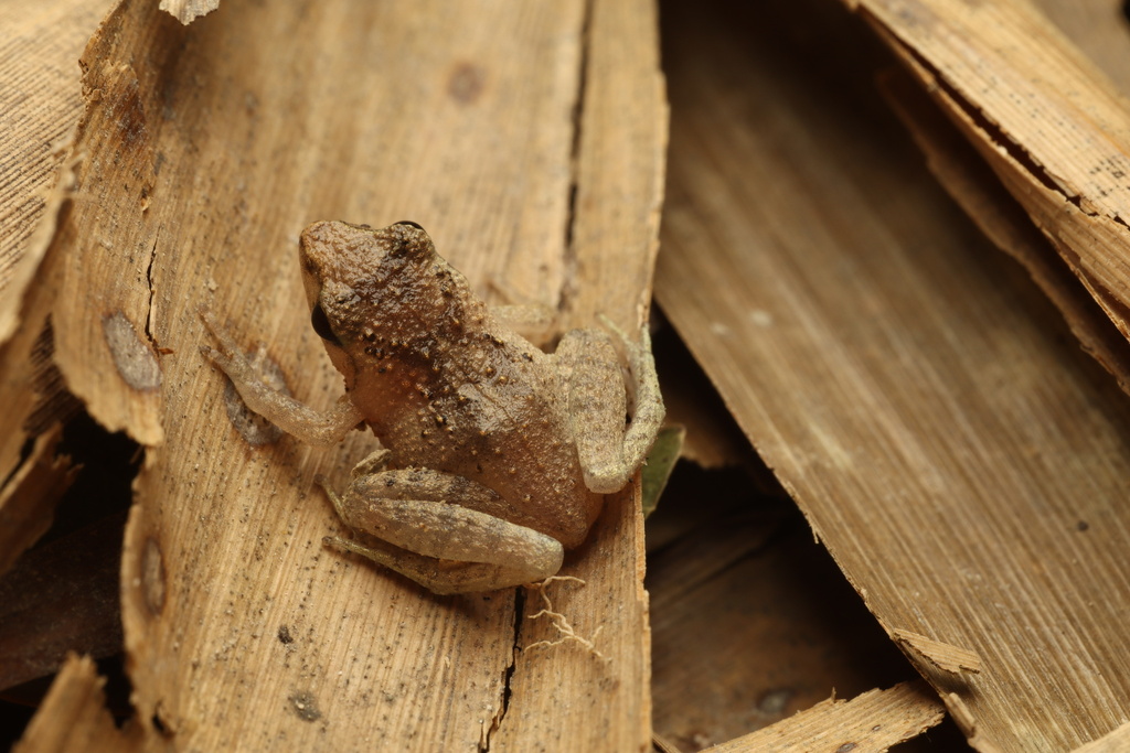 Romer's Tree Frog from 大欖郊野公園, 深井, 新界, HK on October 15, 2022 at 07:17 ...