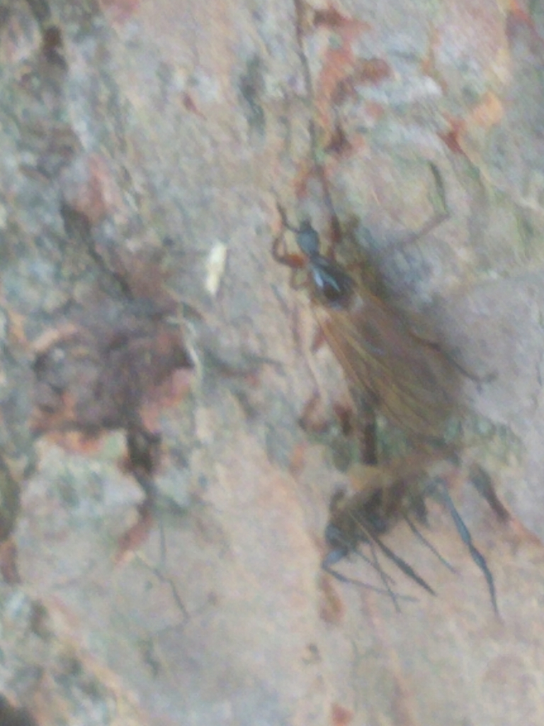 Bibio slossonae from Sherbrooke, QC J1M 2K3, Canada on October 15, 2022 ...