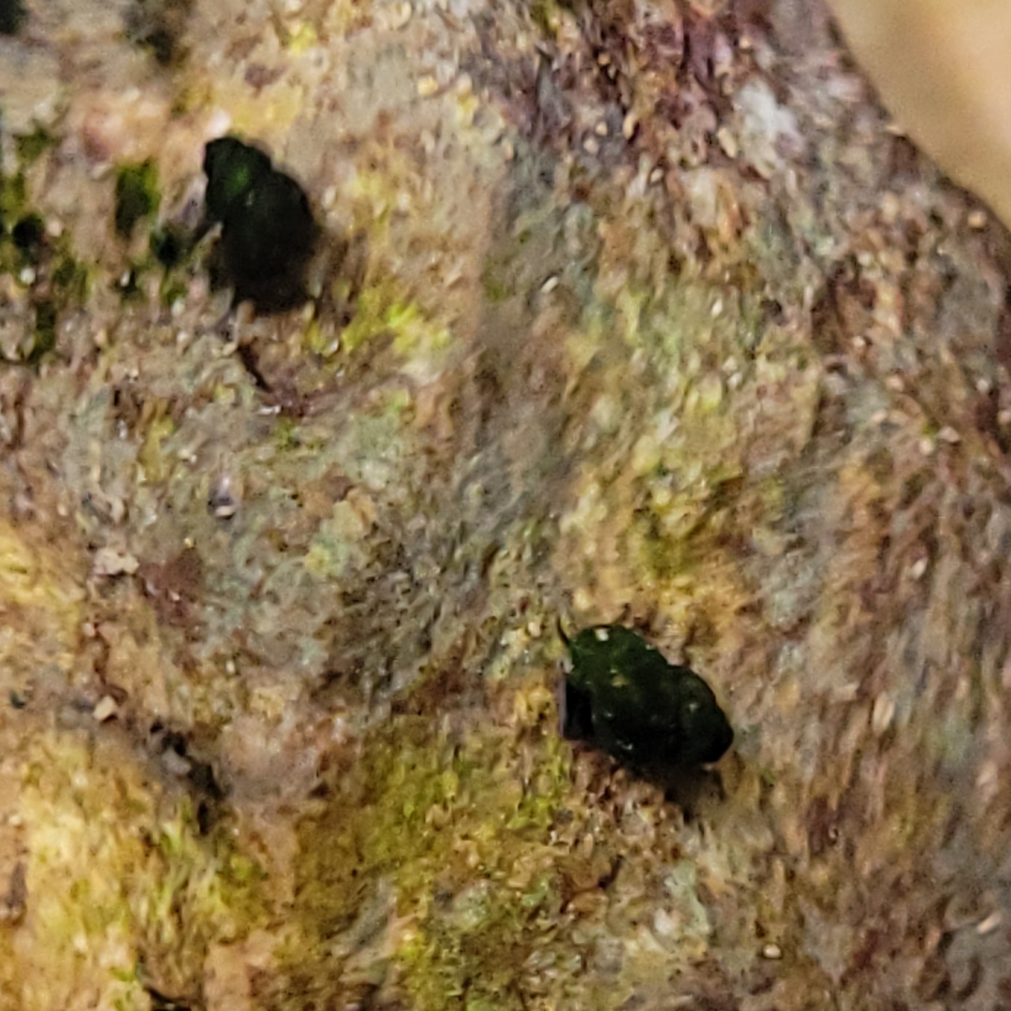 Bythinella Moquin-Tandon, 1856