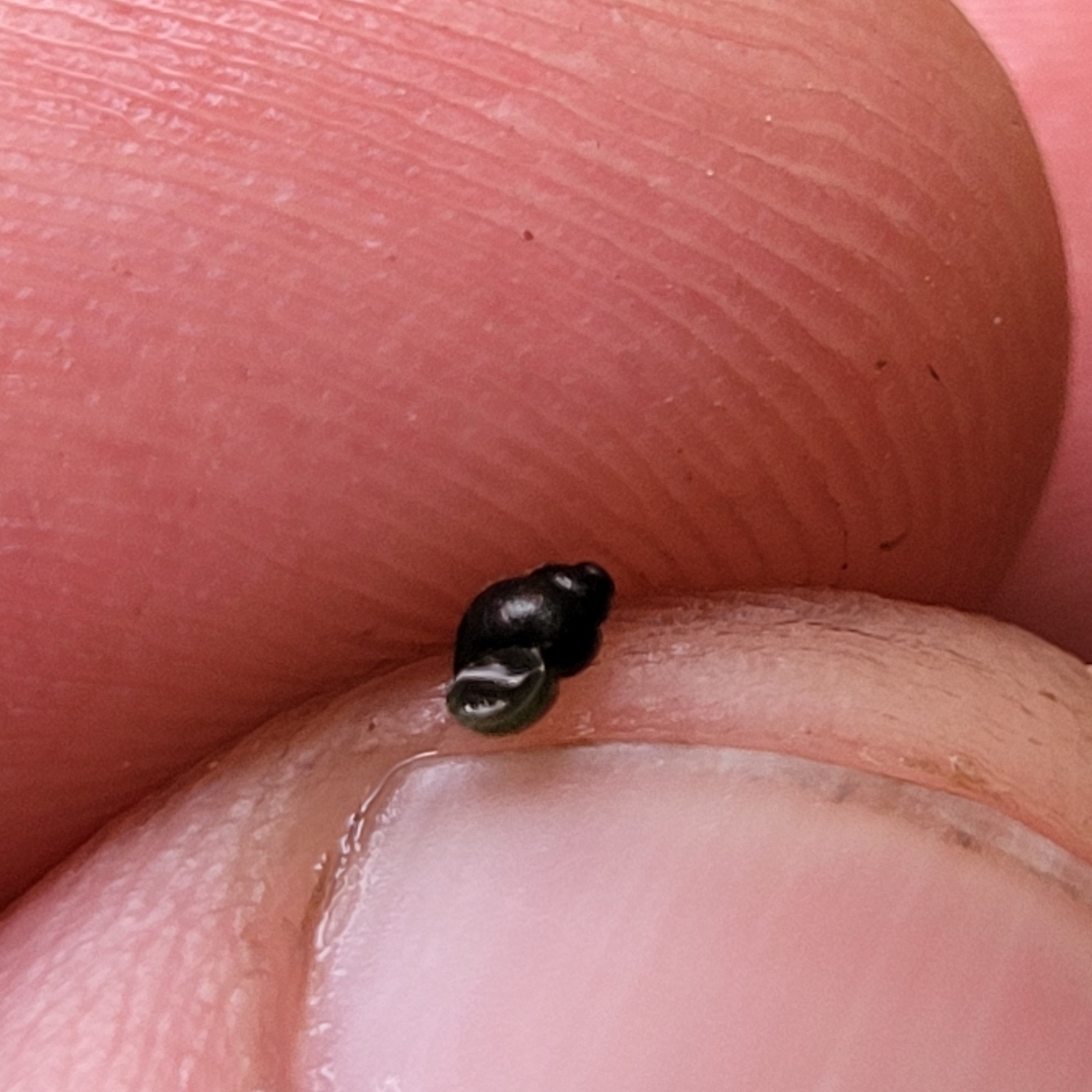 Bythinella Moquin-Tandon, 1856