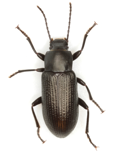 Helops impolitus · iNaturalist