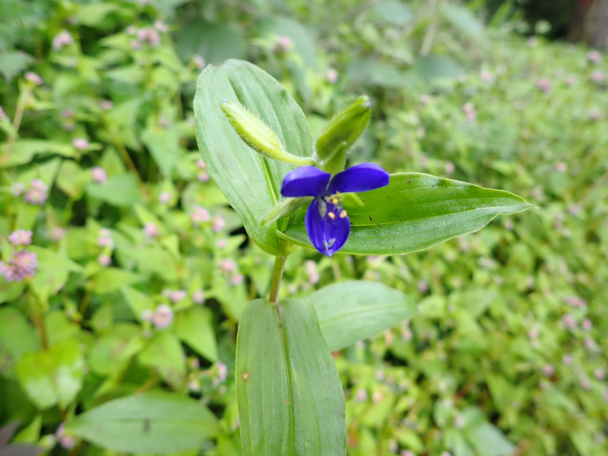 Tinantia erecta (Jacq.) Fenzl