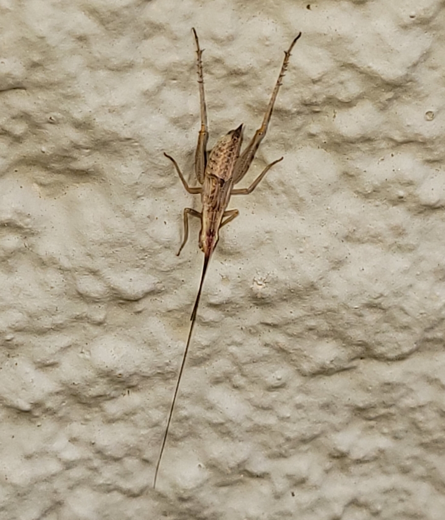 Common Tree Crickets from Visitor Center, Carlsbad, NM 88220, USA on ...