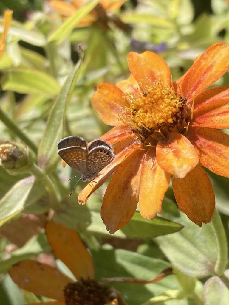 Western Pygmy-Blue in October 2022 by calinsdad · iNaturalist