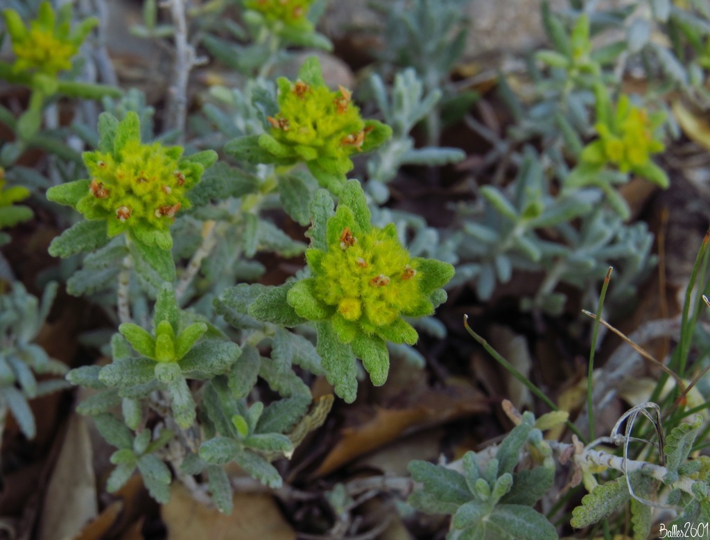 Teucrium aureum from Barcelona, España on June 28, 2022 at 07:12 PM by ...