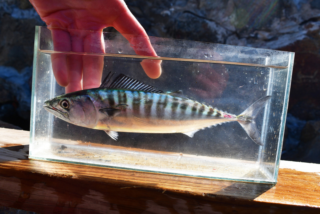 Atlantic Bonito (CMAS Spearfishing 2025) · iNaturalist