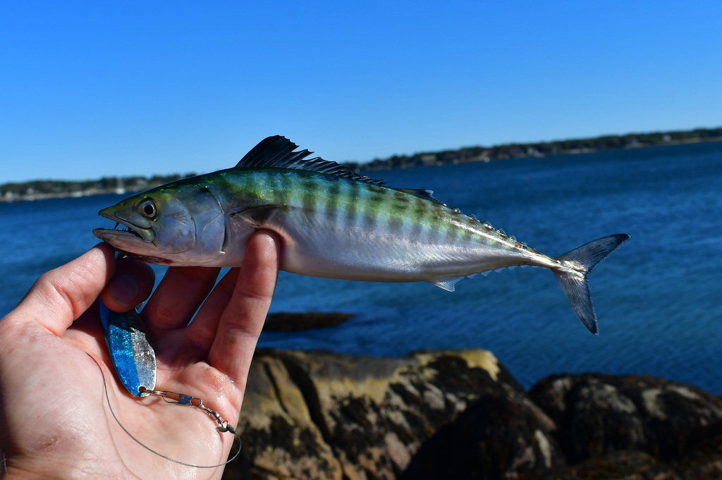 Atlantic Bonito from Gloucester, MA, USA on September 24, 2022 at 02:55 ...