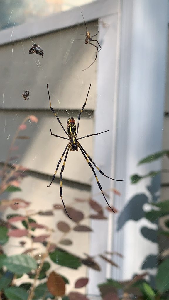 Joro Spider from Athens on October 15, 2022 at 02:47 PM by sgtbird08 ...