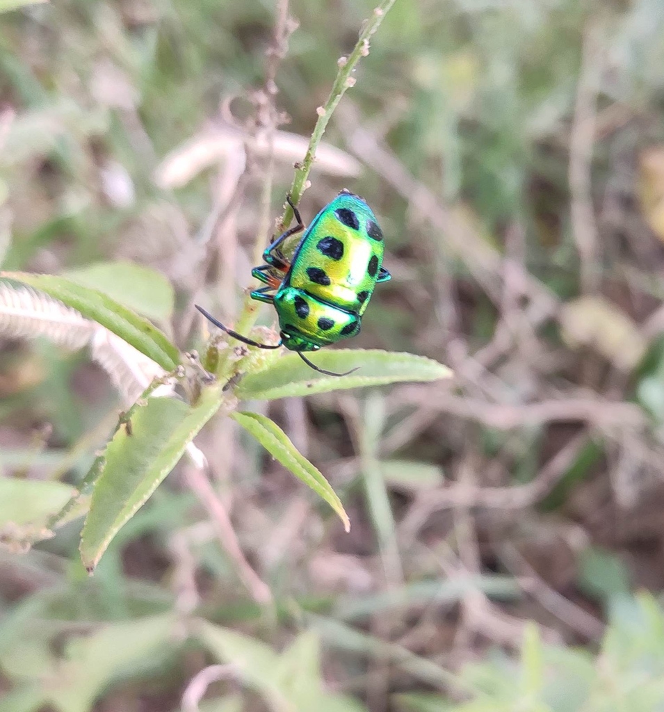 Jewel Bugs from Panguru, Andhra Pradesh, India on October 15, 2022 at ...