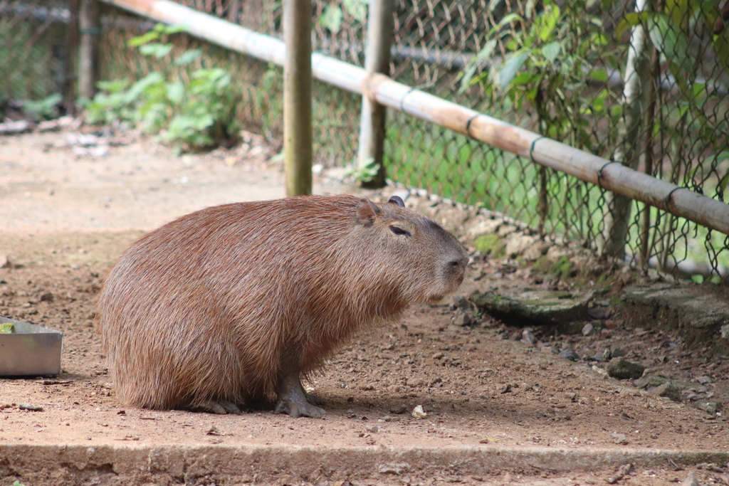 Capybara from Panamá on April 10, 2022 at 02:53 PM by Carla Calamari ...