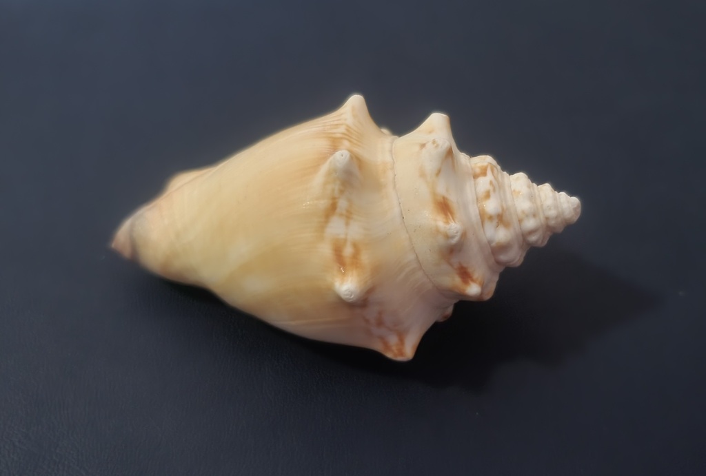 Eastern Pacific fighting conch from Manzanillo, Col., México on ...