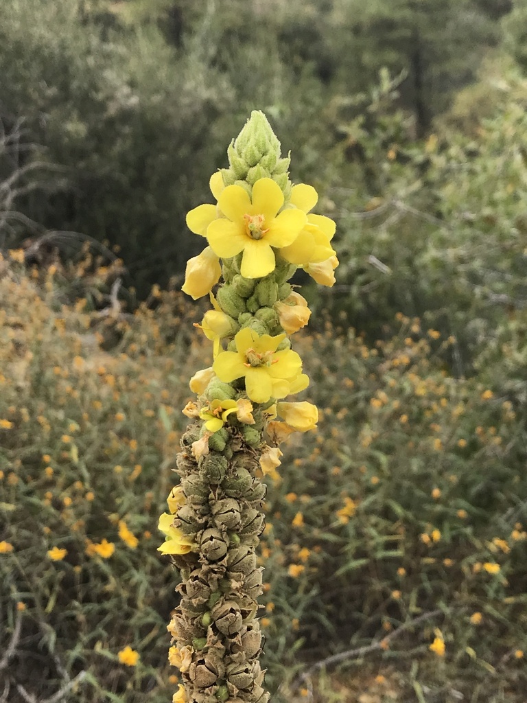 great mullein from Prescott National Forest, Prescott, AZ, US on ...