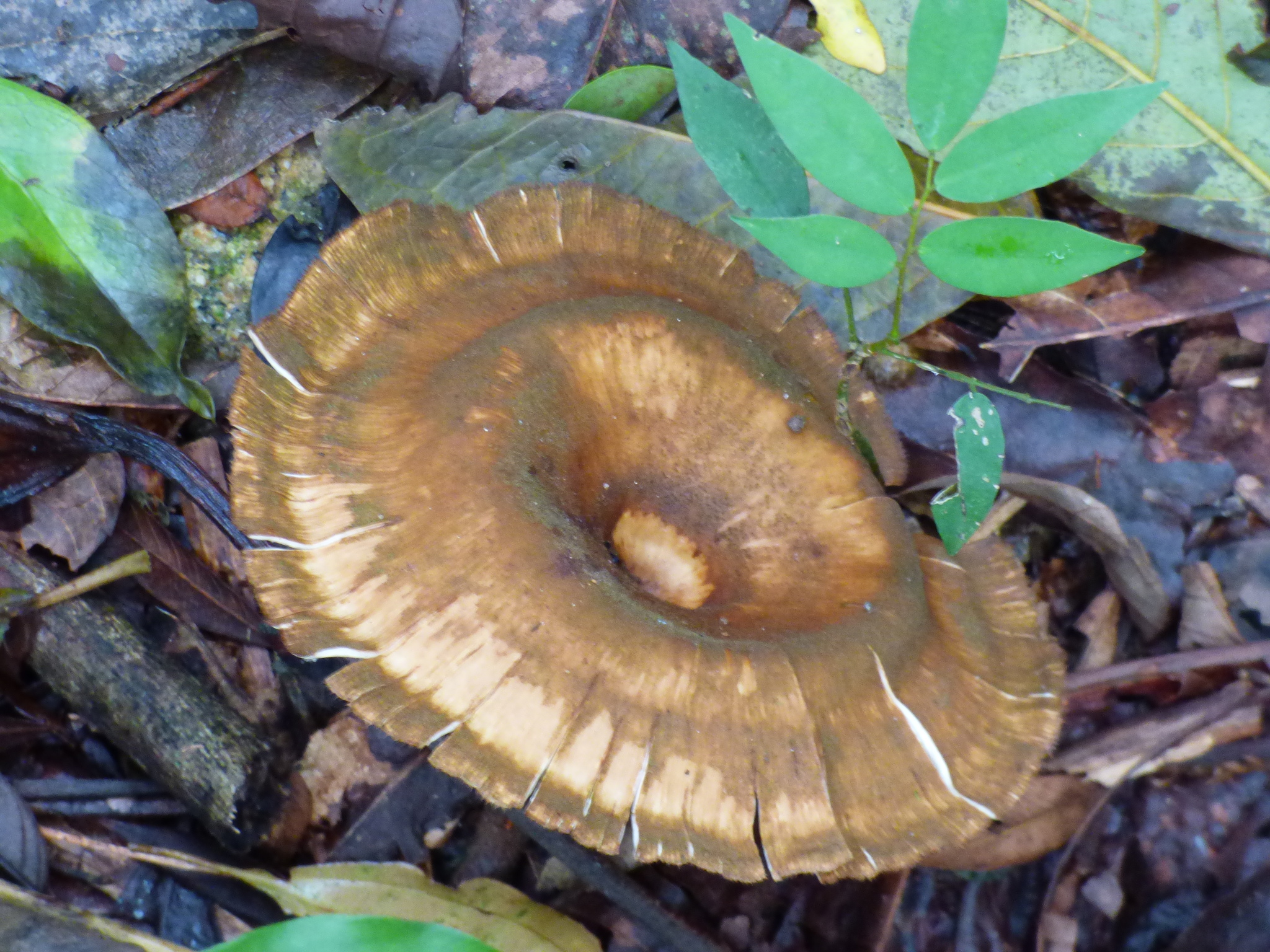 Lentinus velutinus Fr.