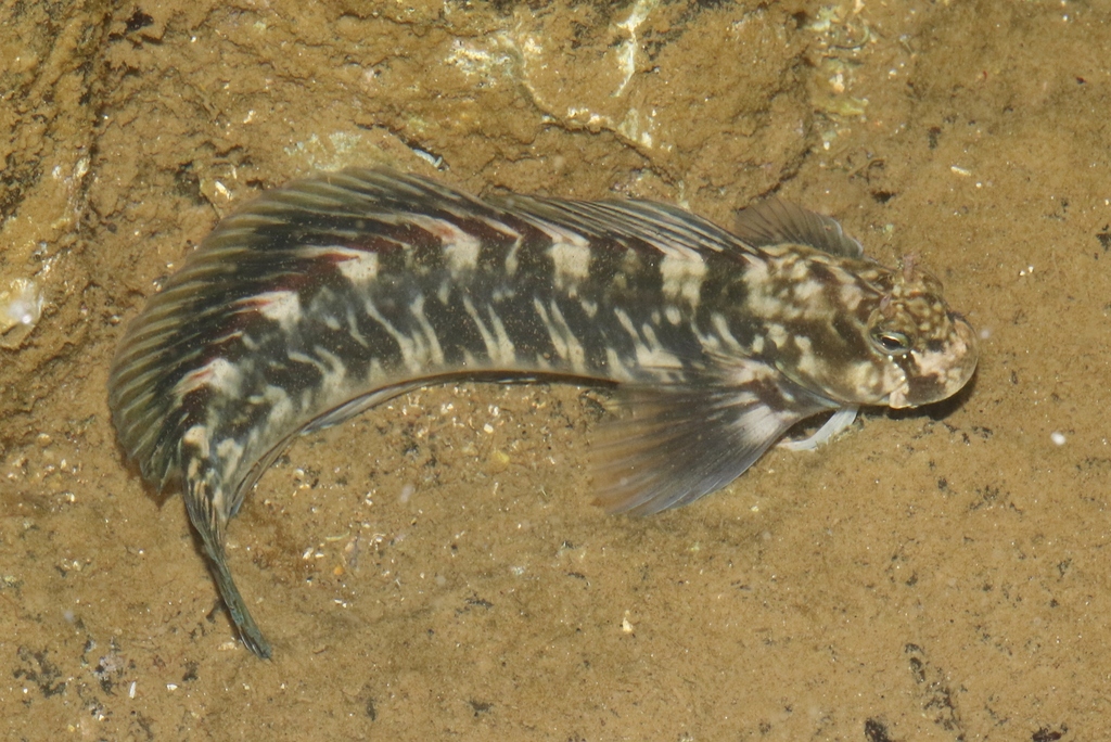 Zebra Blenny (Fishes of Richardson Beach Ocean Park Hilo Hawaii ...