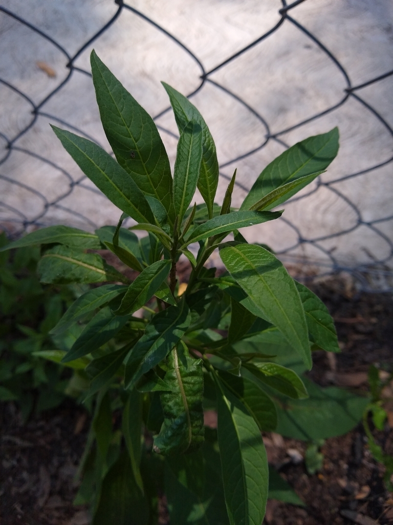 plants from Tlazala de Fabela on October 15, 2022 at 02:04 PM by Miguel ...